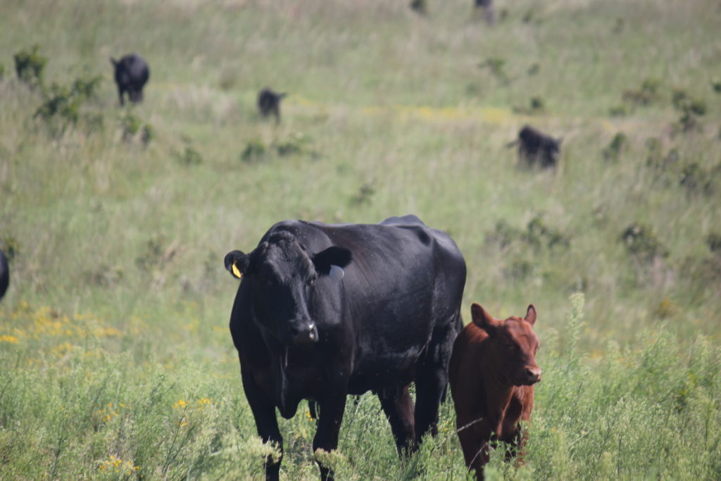 oklahoma natural beef | Welcome to a Rancher's Spring